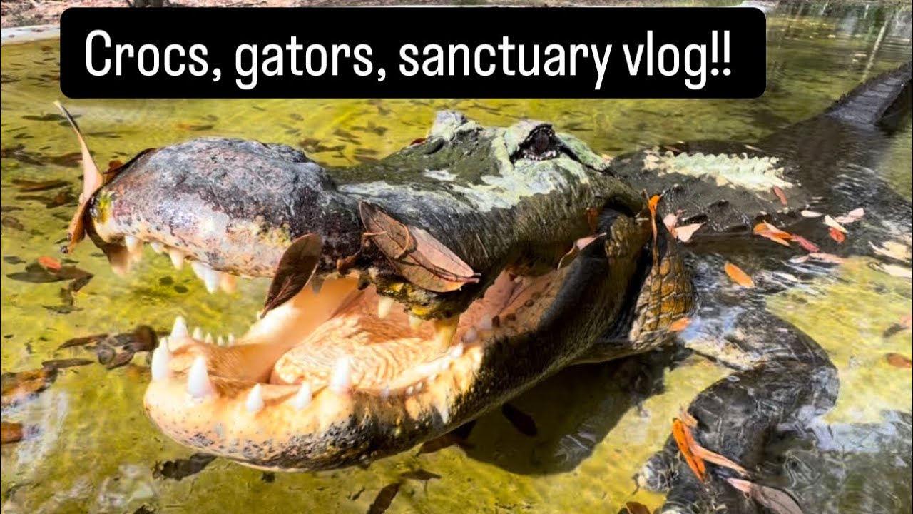 Crocs, gators, sanctuary vlog! - YouTube
