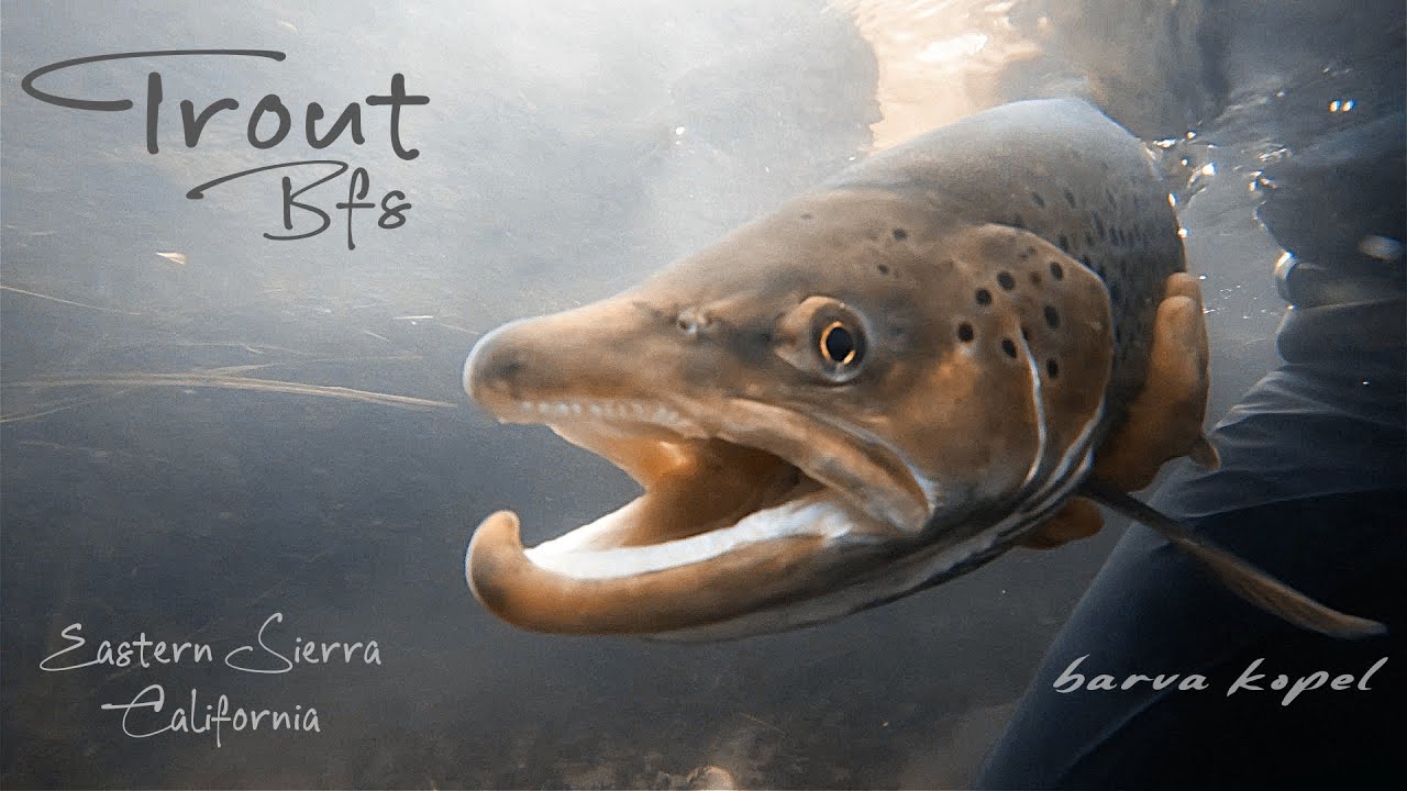 [Trout BFS] Wild Fish in Eastern Sierra, California *Raw #troutfishing ...