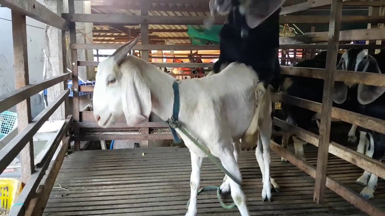 Bán dê boer giống Bến Tre 0964987590. How to breds Boer goat #105. Boer ...