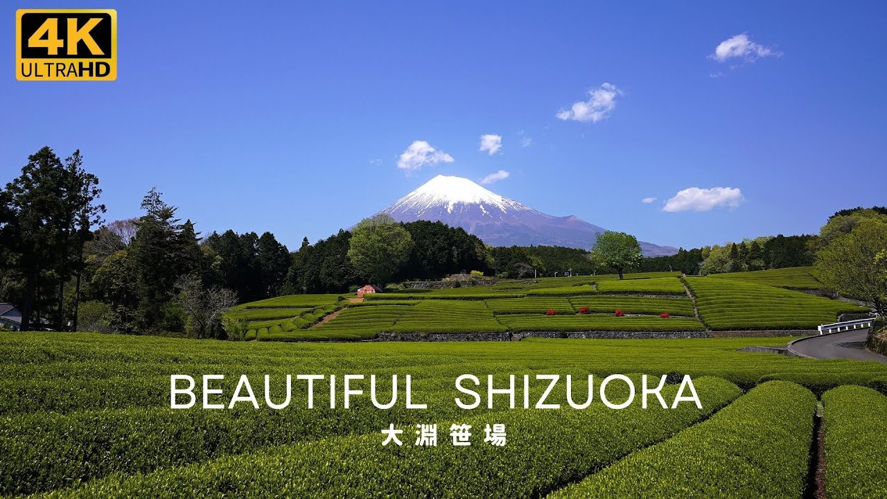 (4K) 大淵笹場 富士山 Mt.Fuji x Green Tea Plantations (Obuchi Sasaba) 茶畑 絶景 ...