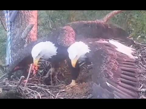 20240901 JC JoBo Visit with Sticks - Johnson City Bald Eagles - YouTube