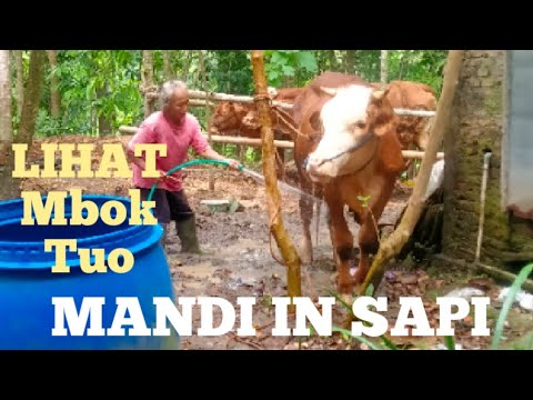 Mbok Tuo Mandiin Sapi - YouTube