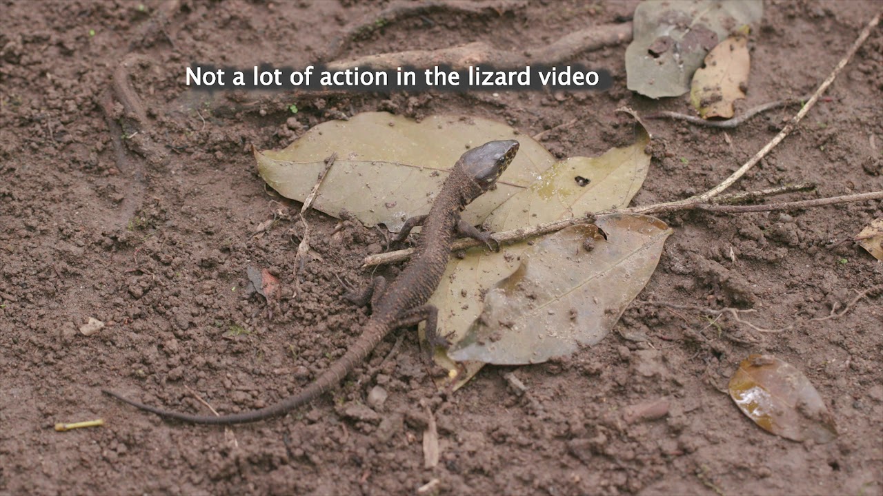 Reticulated Night Lizard - YouTube