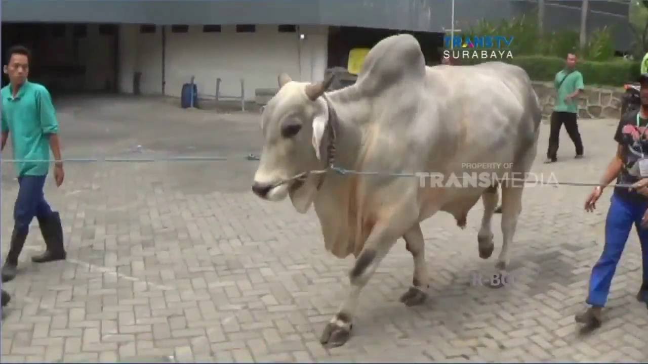Sapi Raksasa Sumbangan Jokowi Disembelih, Jadi 2 Ribu Paket - YouTube