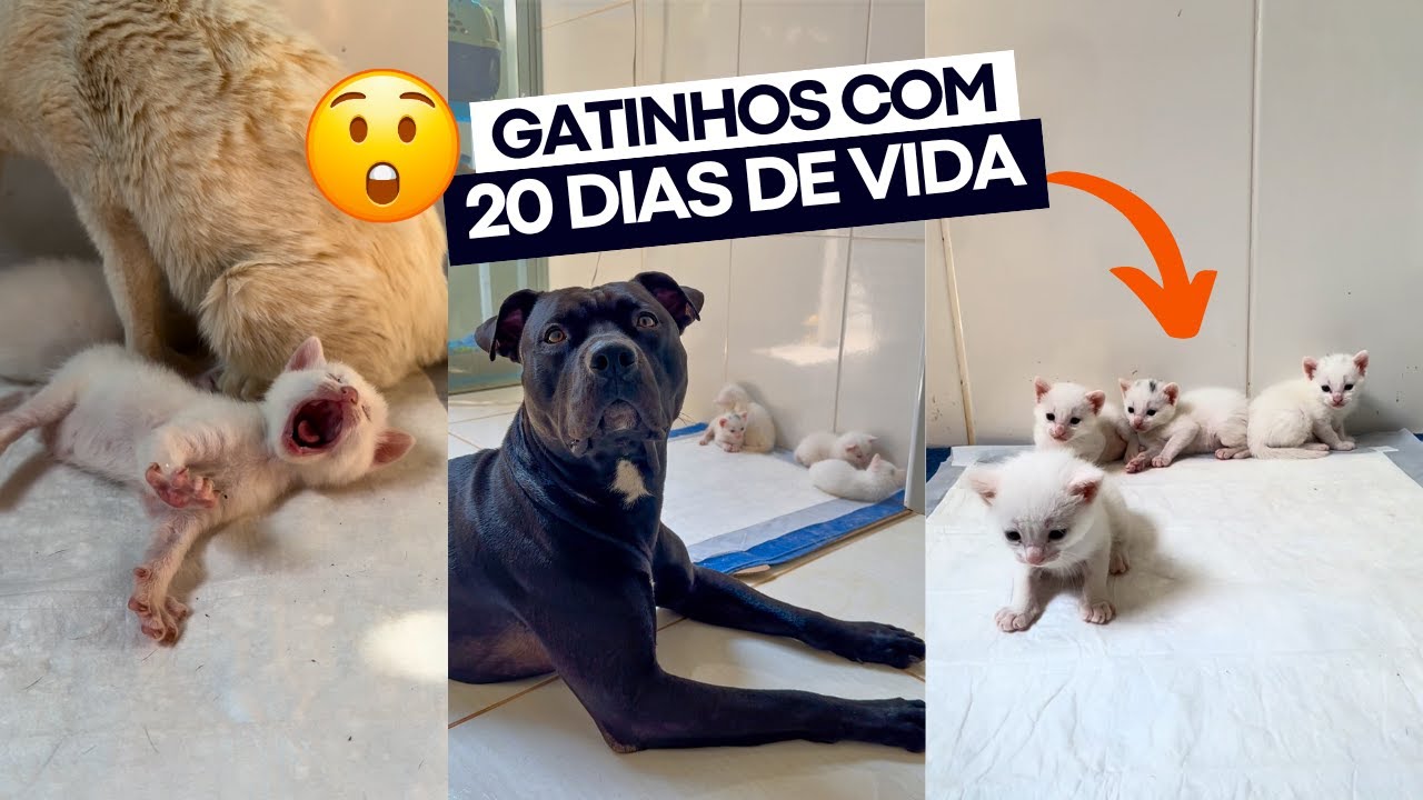 REVIEW DE 20 DIAS DE VIDA DOS GATINHOS 🐱 mostrando como são filhotes de ...