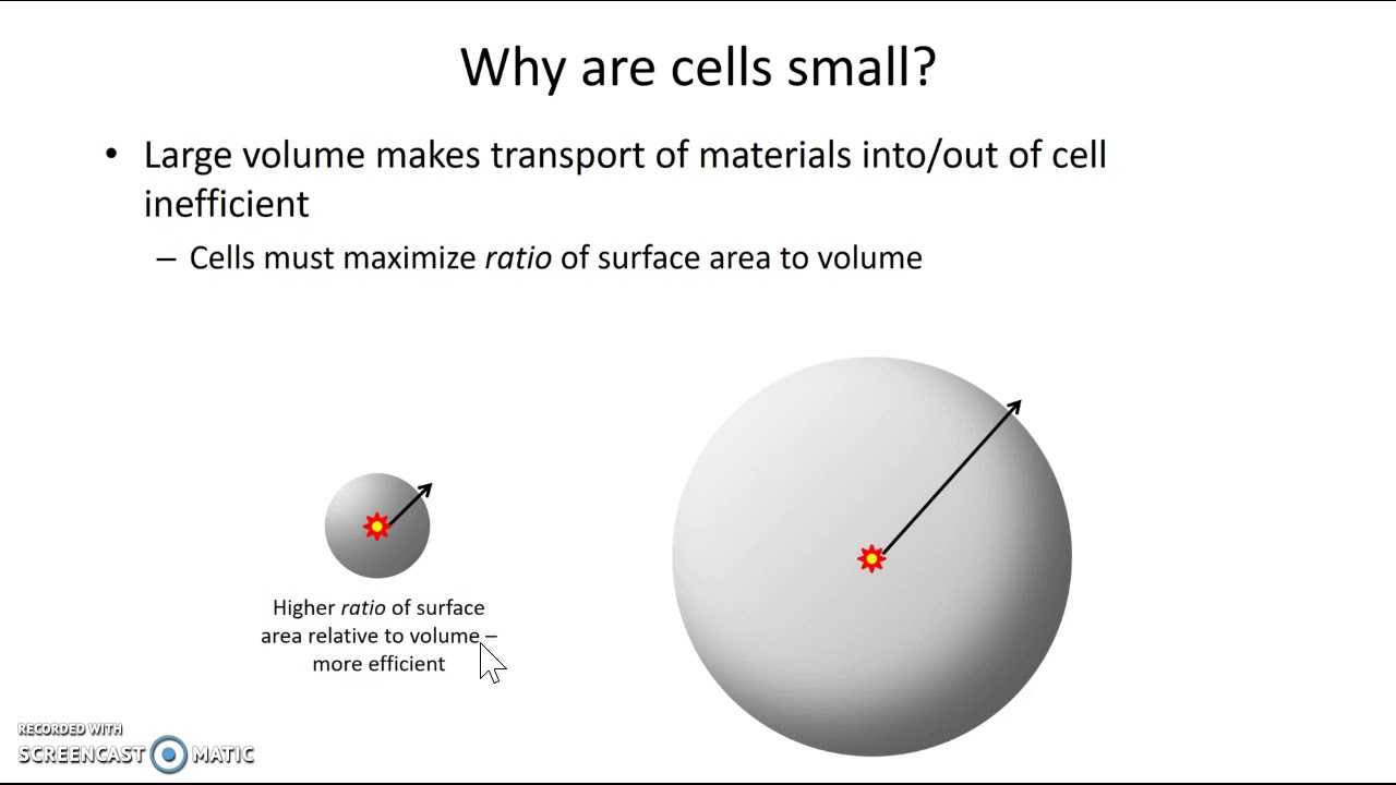 Introduction to cells - YouTube