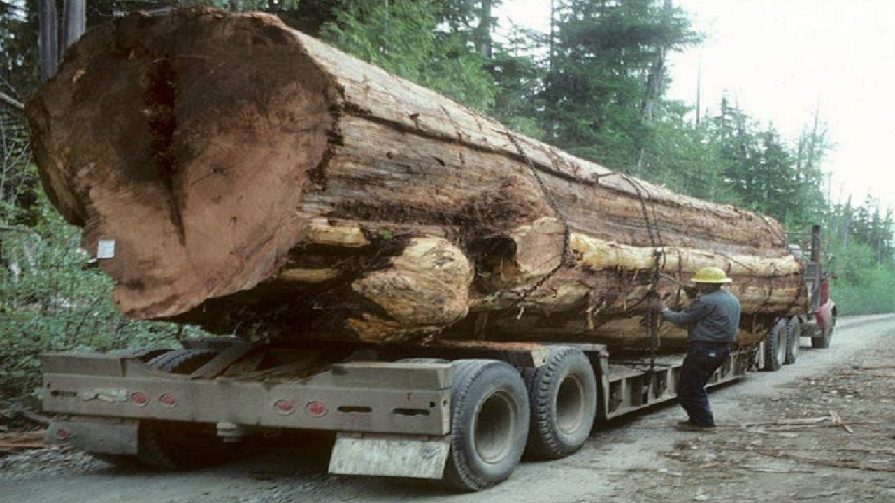 Amazing Fastest Skill Biggest Logging Truck Working - Heavy Tree ...