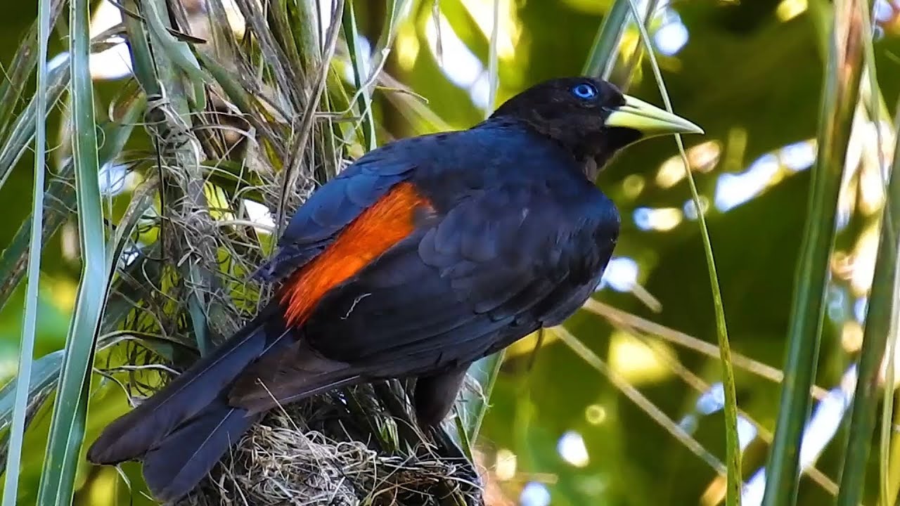 RED-RUMPED CACIQUE sounds (CACICUS HAEMORRHOUS), GUAXE, Weaves the nest ...