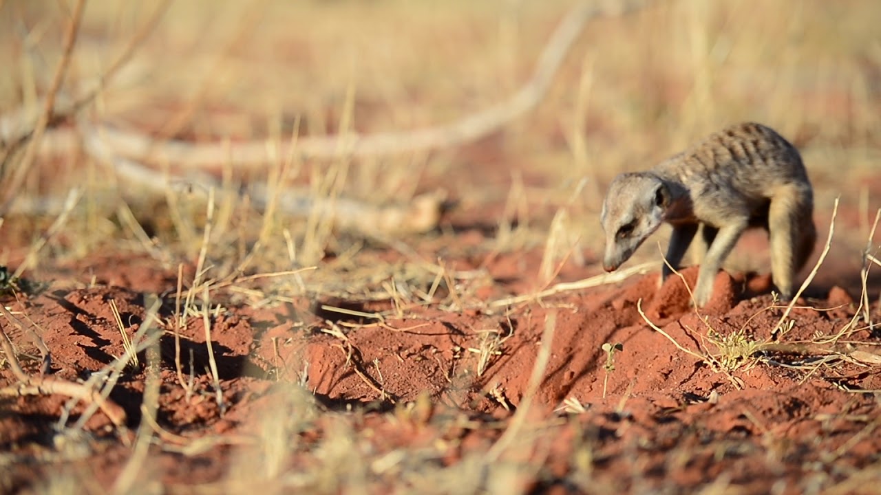 Meerkat Morning - YouTube