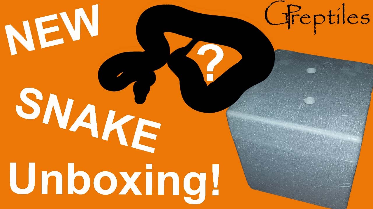 New Snake Unboxing! Something special has arrived! - YouTube