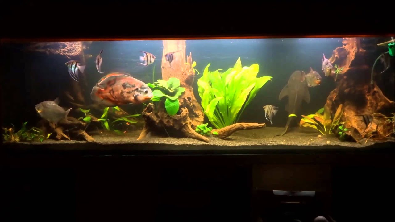 aquarium 600 l - YouTube