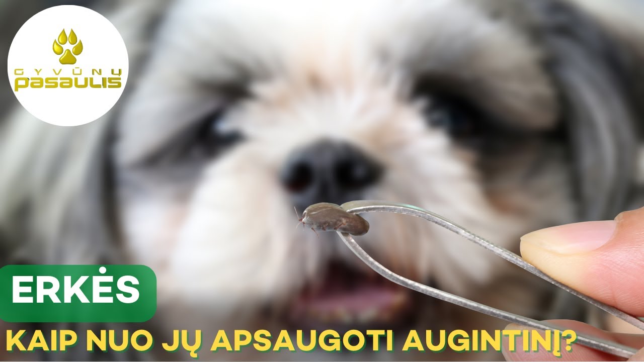 Kokių priemonių imtis augintinio apsaugai nuo pavasarį pabudusių erkių ...