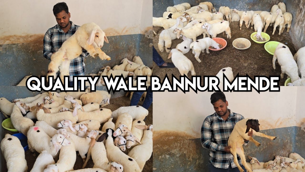 Quality wale bannur mende available at A R 🐐 farm hyderabad | chunni ...