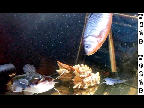 BATTLE ROYAL: Blob catfish vs Feeder - YouTube