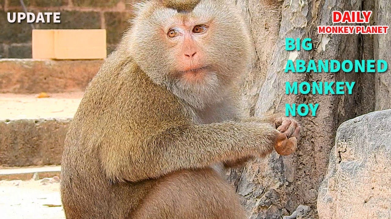 New Abandoned Big Female Monkey Noy Enjoy Playing Lonely After Release ...