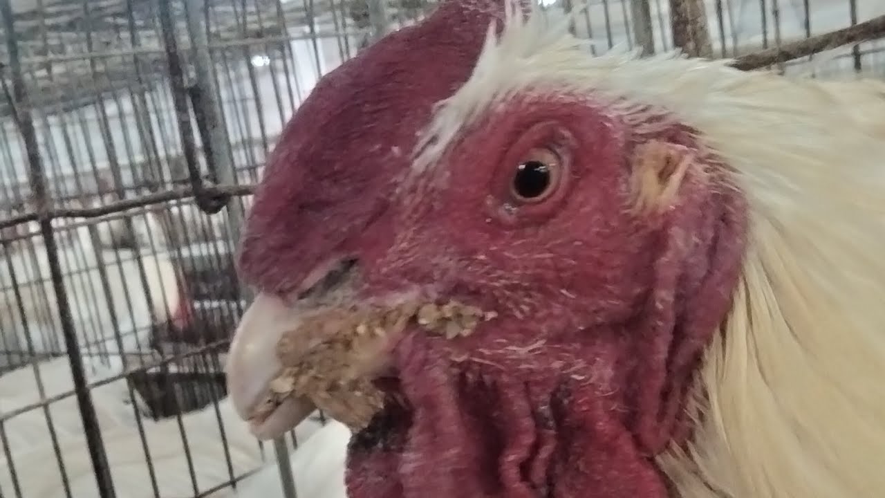 एक और नया वीडियो 🐓#Swami poltry farm sholagiri|#new vlog #frindlyravi ...