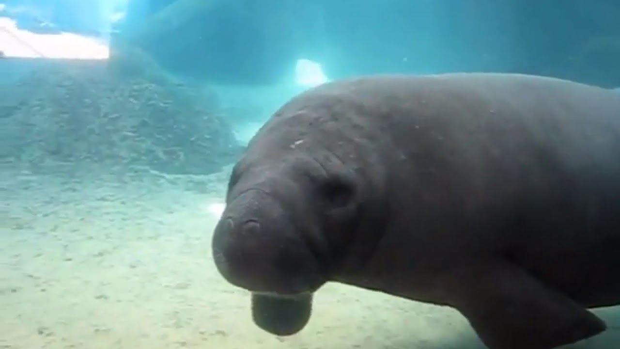 Manatee hits glass - YouTube