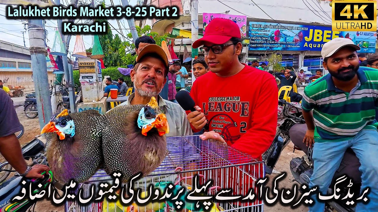 Lalukhet Birds Market 3-8-25 Part 2 Karachi | Parrots Finch Java Birds ...