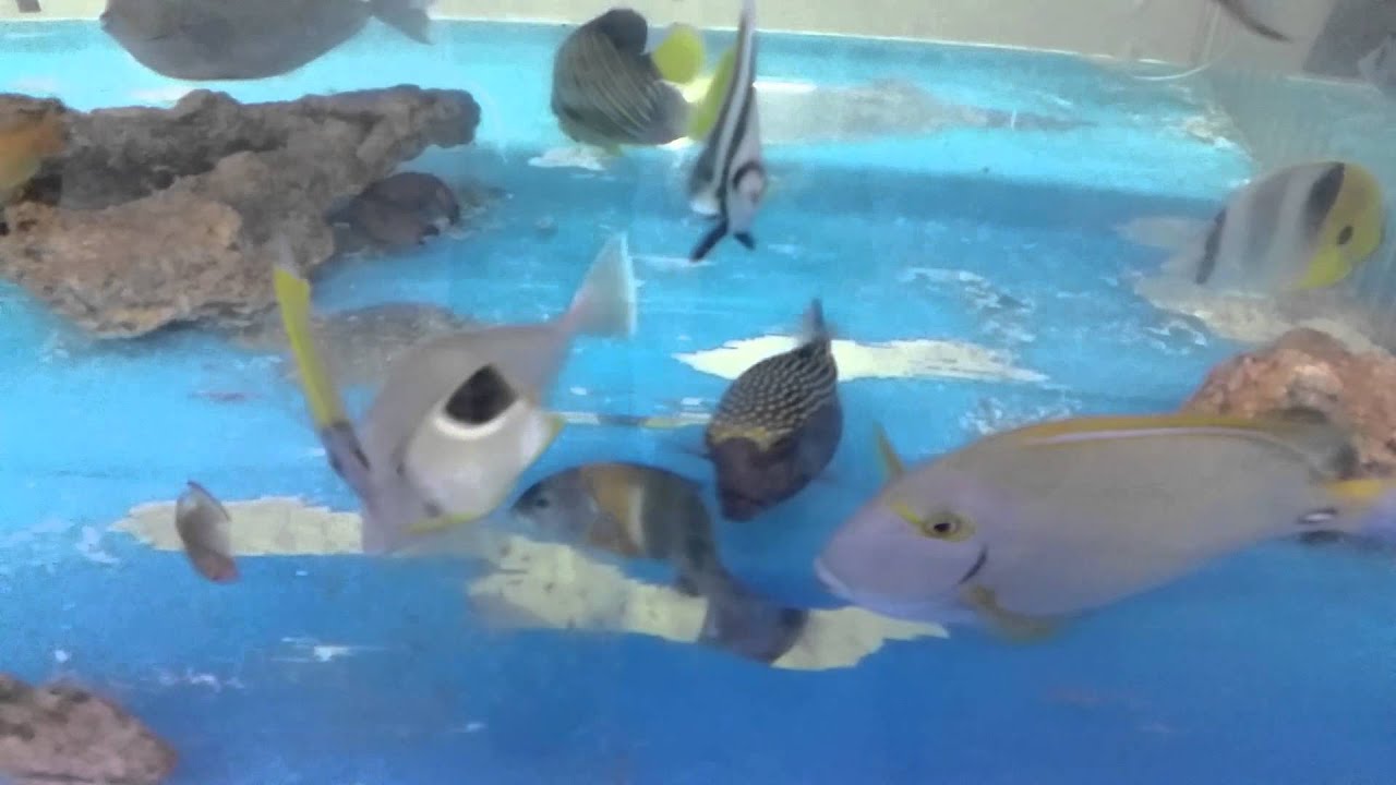 Blue Boxfish Male $149 - Hawaii - YouTube