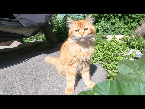 Feeding stray cats = destroying the ecology? - YouTube