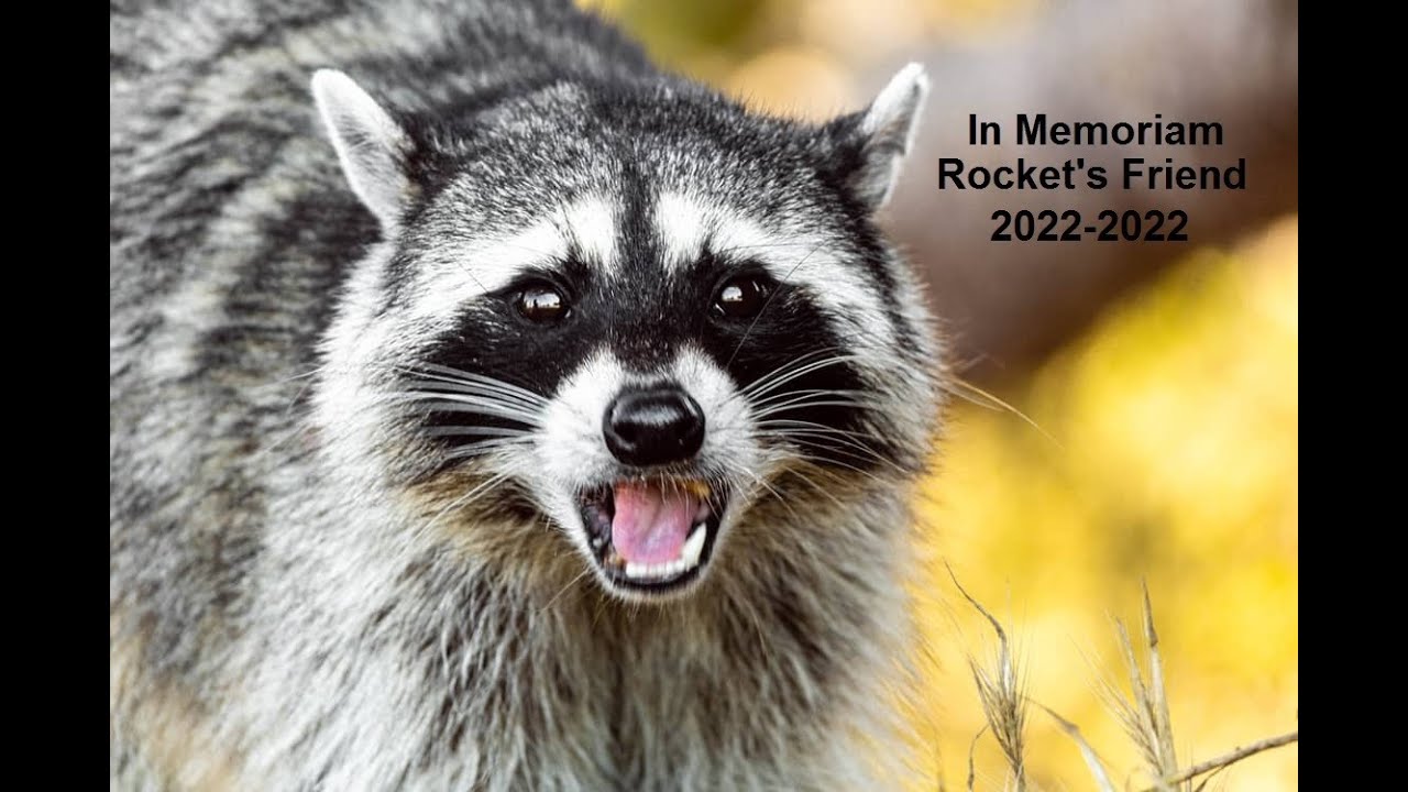 Fortnite - The Tragedy of Rocket Raccoon - YouTube