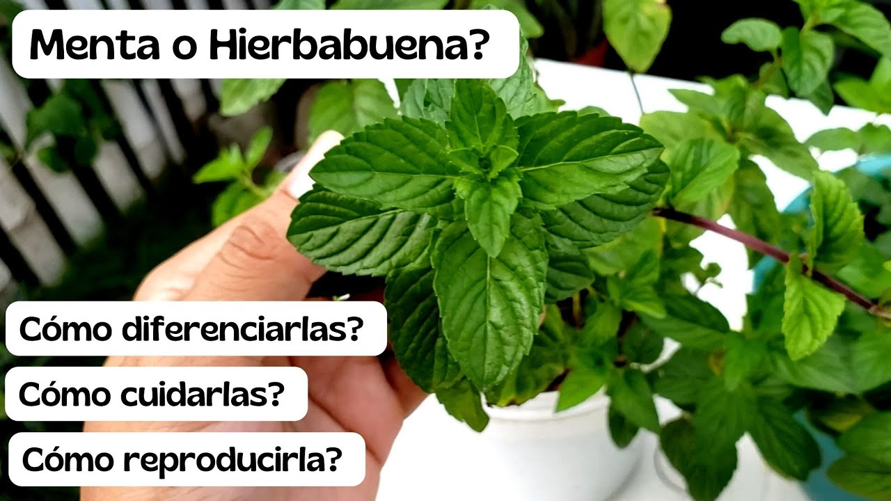 Todo lo que debes saber de la menta y hierbabuena, como cuidarla ...
