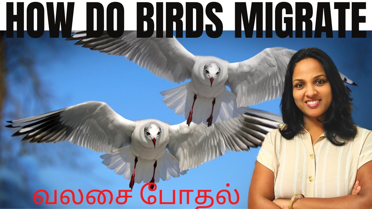 How do birds migrate explained in tamil I birds migrate I வலசை போதல்I ...