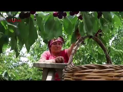 200'e yakın köylü icralık oldu