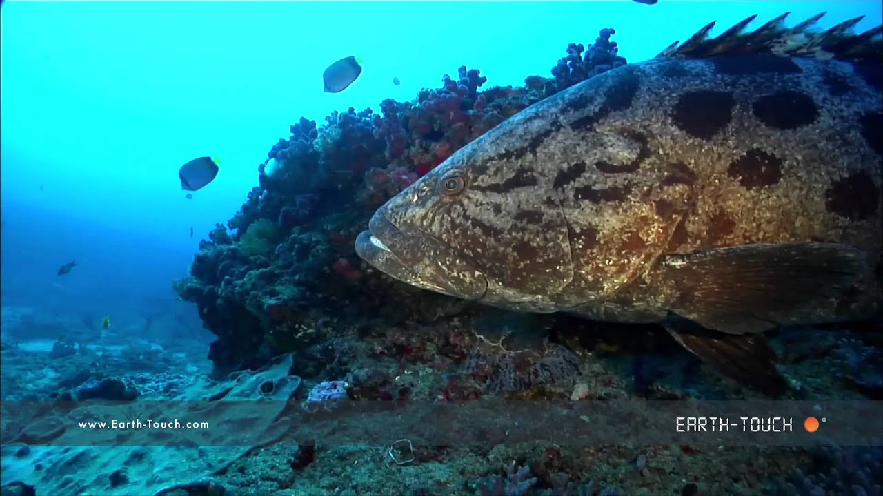 Giant sharks & territorial fish - YouTube