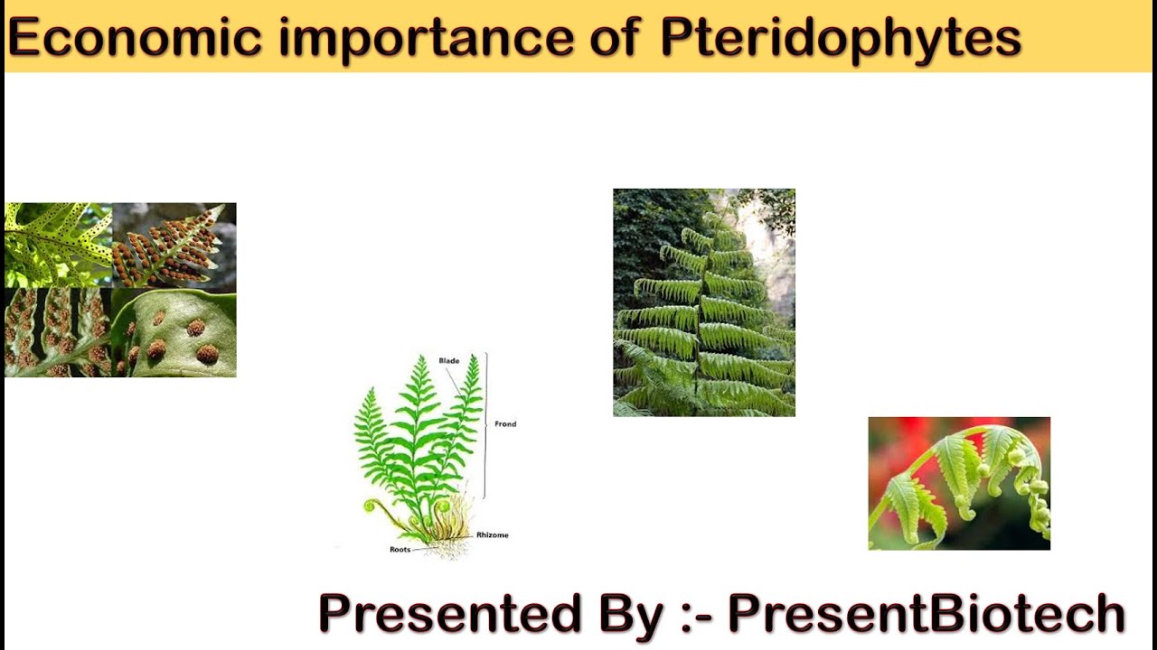 ecological and economical importance of pteridophytes - YouTube