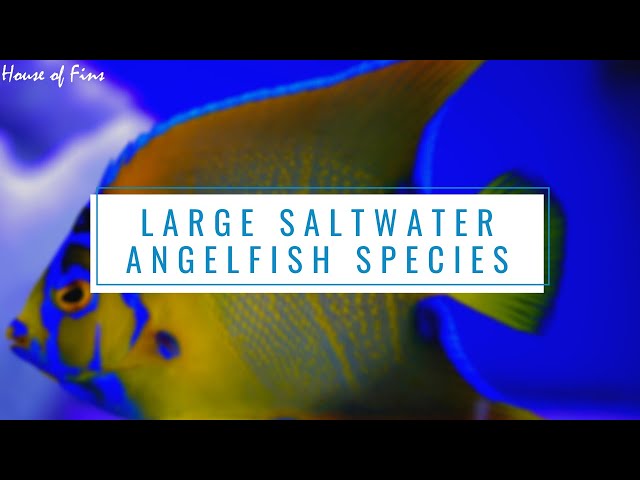 Queen Angelfish Facts And New Pictures All Wildlife Queen Angelfish