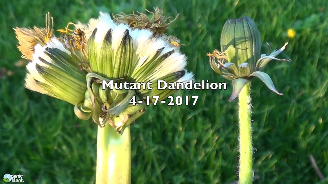 Mutant Dandelion 4-17-2017 | Organic Slant - YouTube