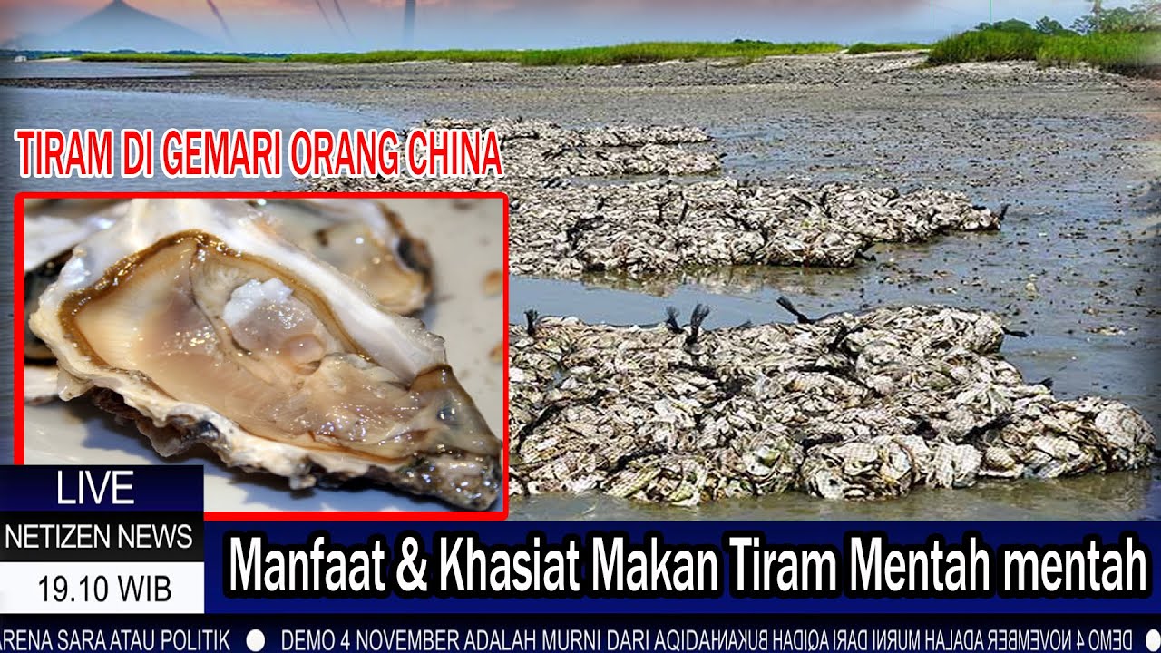 Khasiat dan Manfaat Memakan TIRAM mentah mentah - YouTube