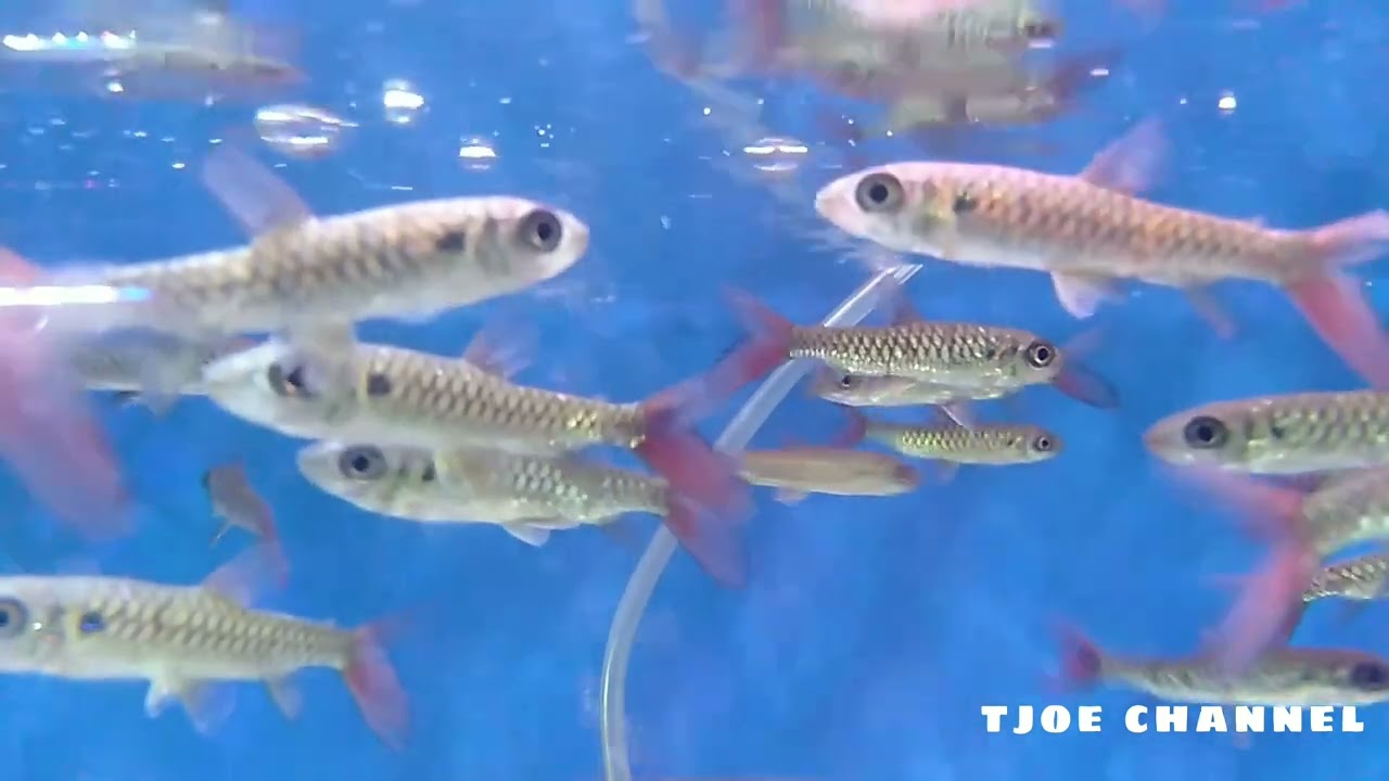 HARGA TERBARU IKAN PINK TAIL CHALCEUS || Agustus 2022 - YouTube