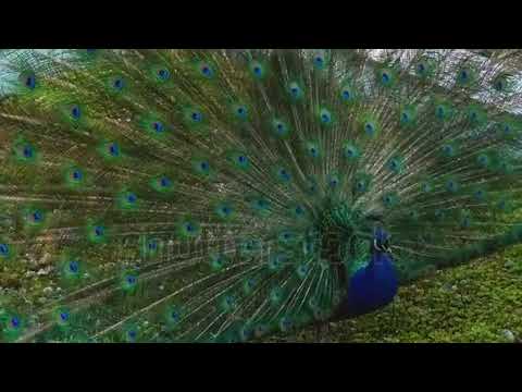 Peacock 🦚🦚🦚 walking whatsapp status video 😘😘😘 #shorts