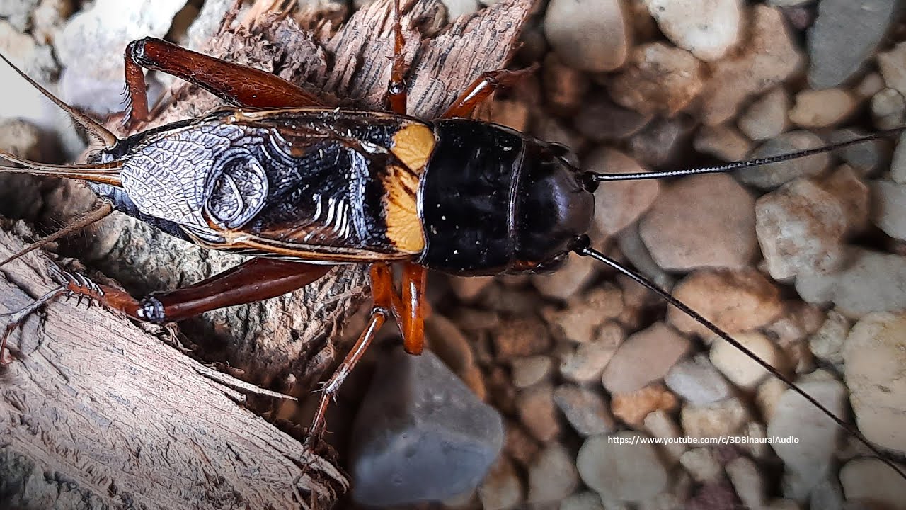 Crickets Sounds: Two Crickets Chirps in 7 Hours of Crickets Background ...
