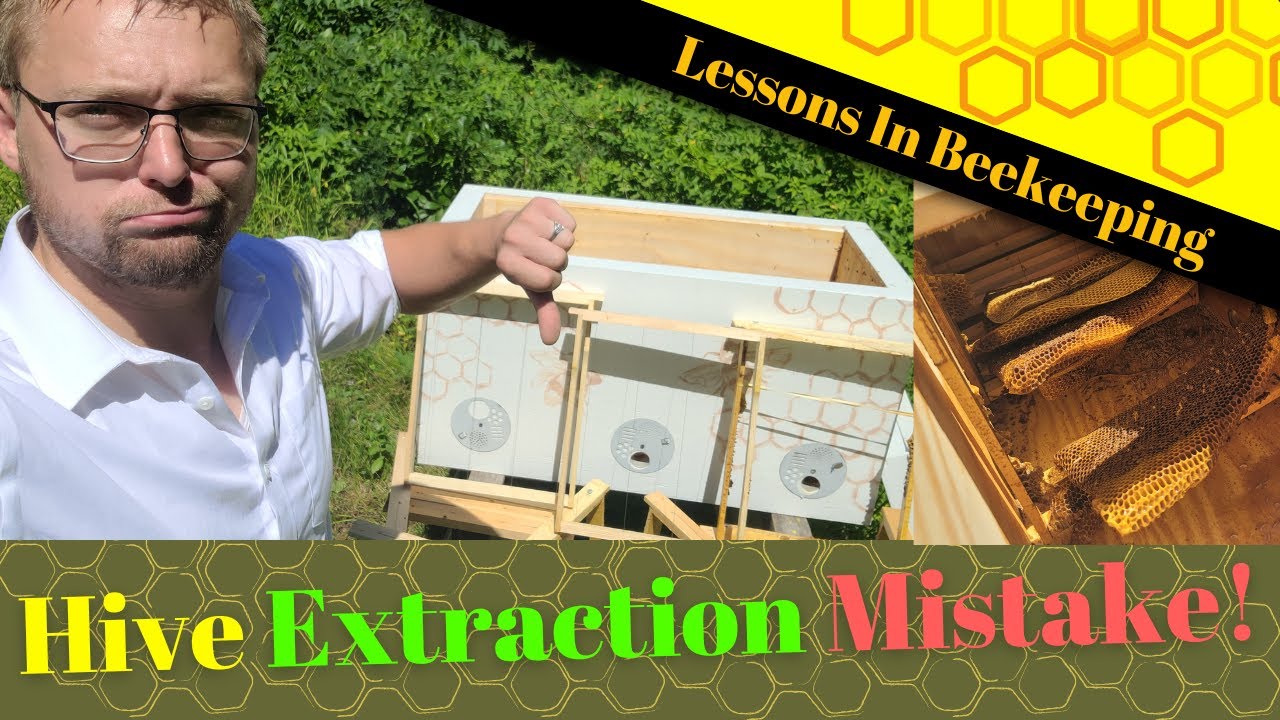 BIG Mistake! We lost the Entire Colony | Natural Beekeeping | Comb ...