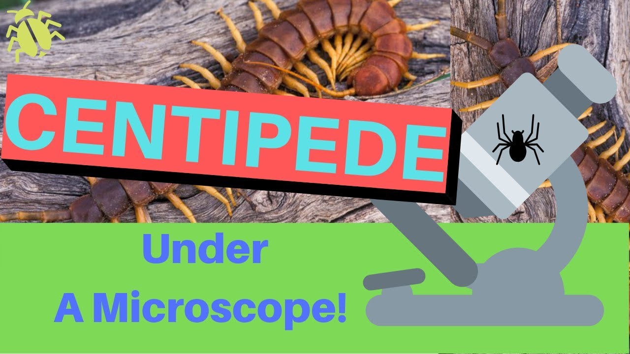 Centipede Under A Microscope