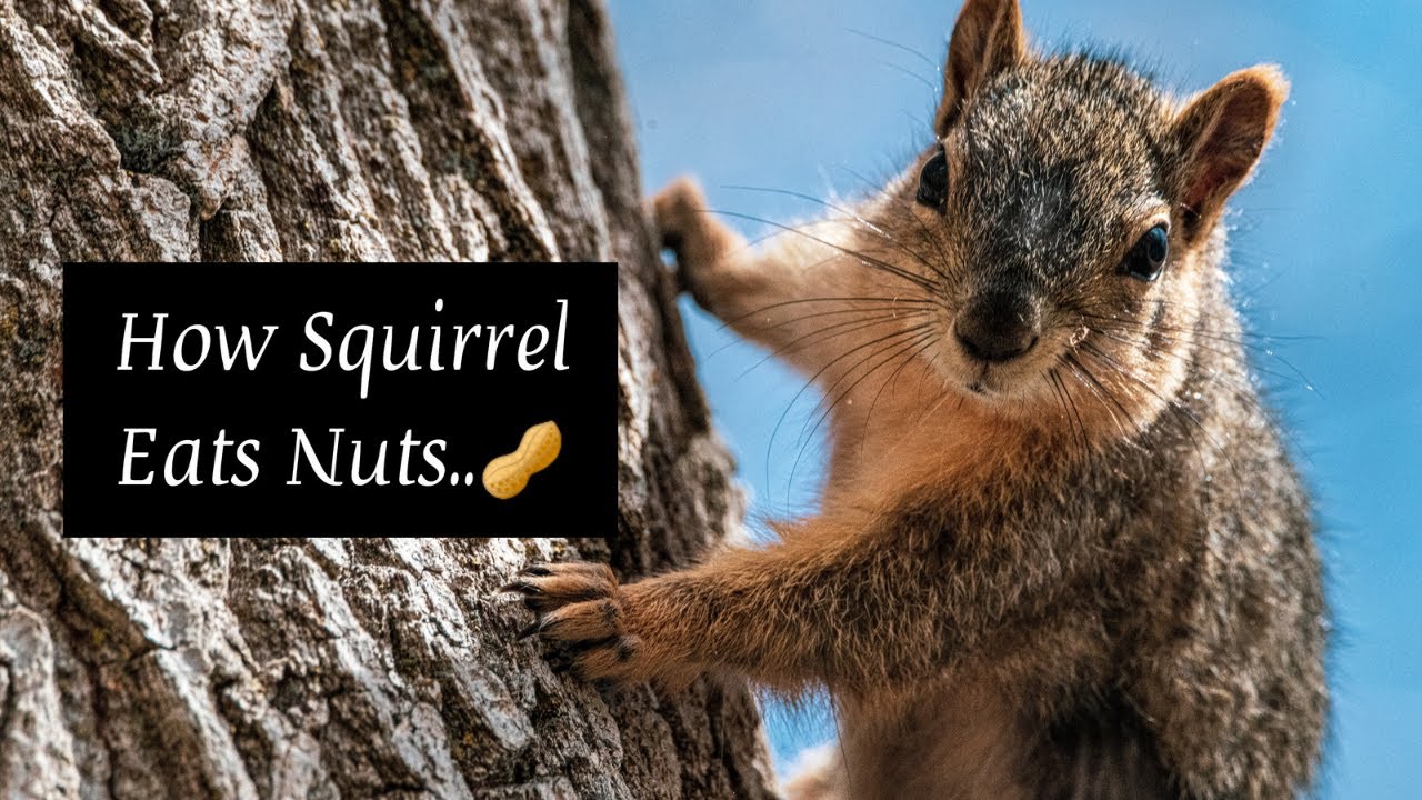 how squirrel eats nuts - YouTube