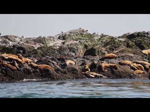 Steller Sea Lions at Whale Rocks