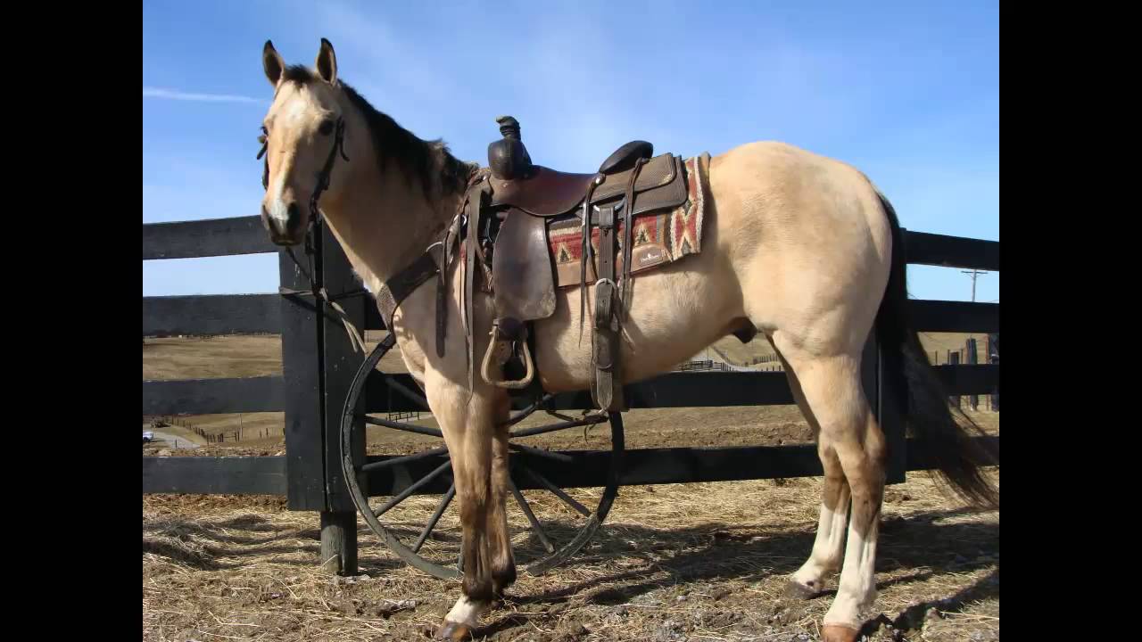 AMERICAN RANCH HORSE REGISTRY BUCKSKIN GELDING - YouTube