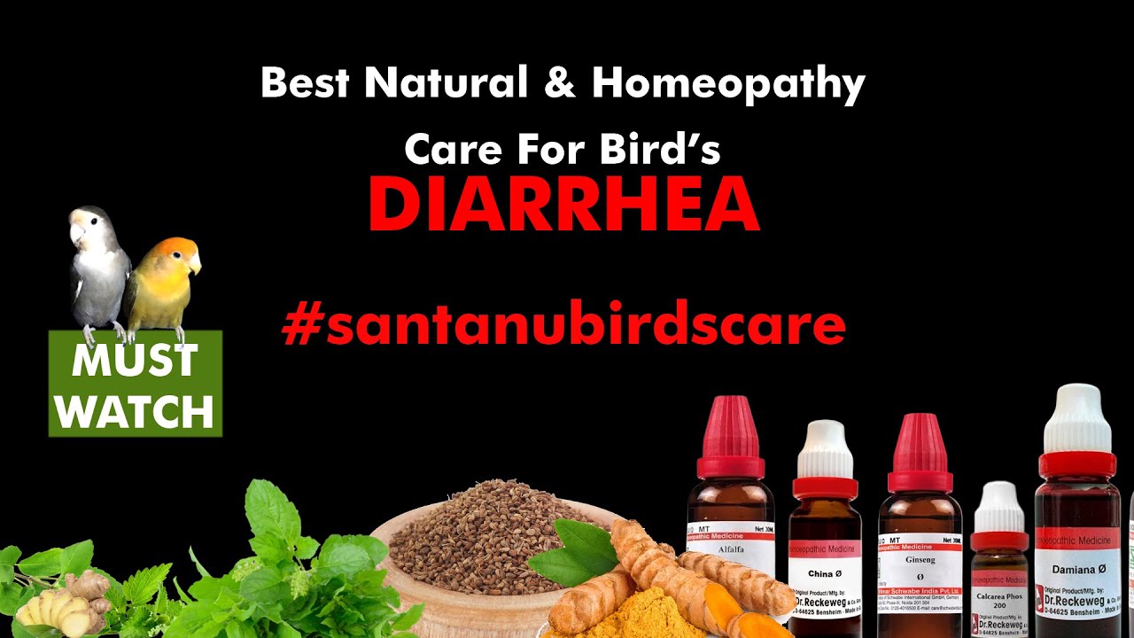 Best Natural & Homeopathy Care For Birds Diarrhea Treatment . | Cure ...