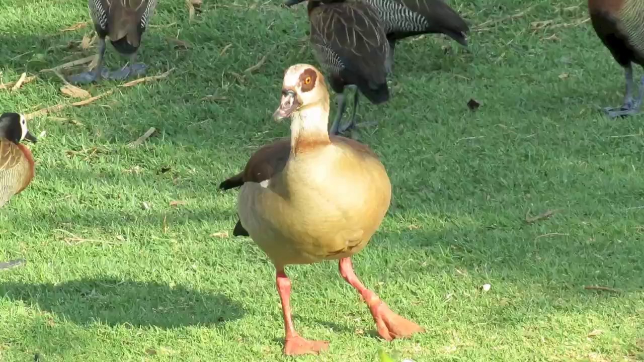 Egyptian Goose Fishing Line Entanglement - YouTube