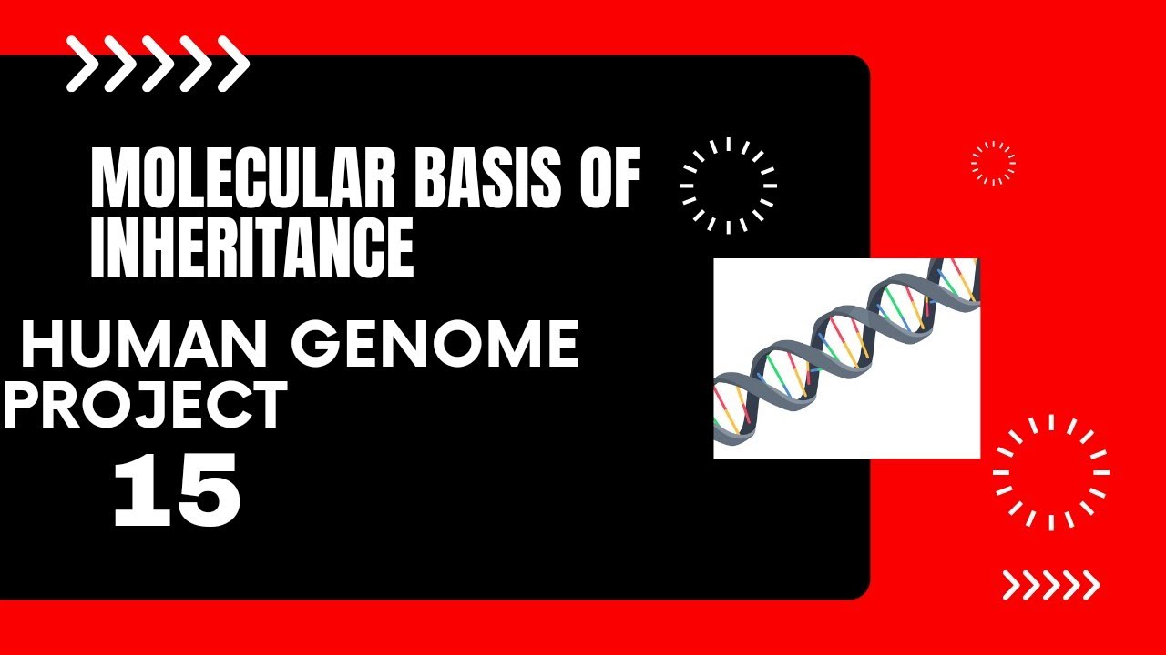 Class 12 Biology: Chapter 6: Molecular Basis of inheritance: Human ...