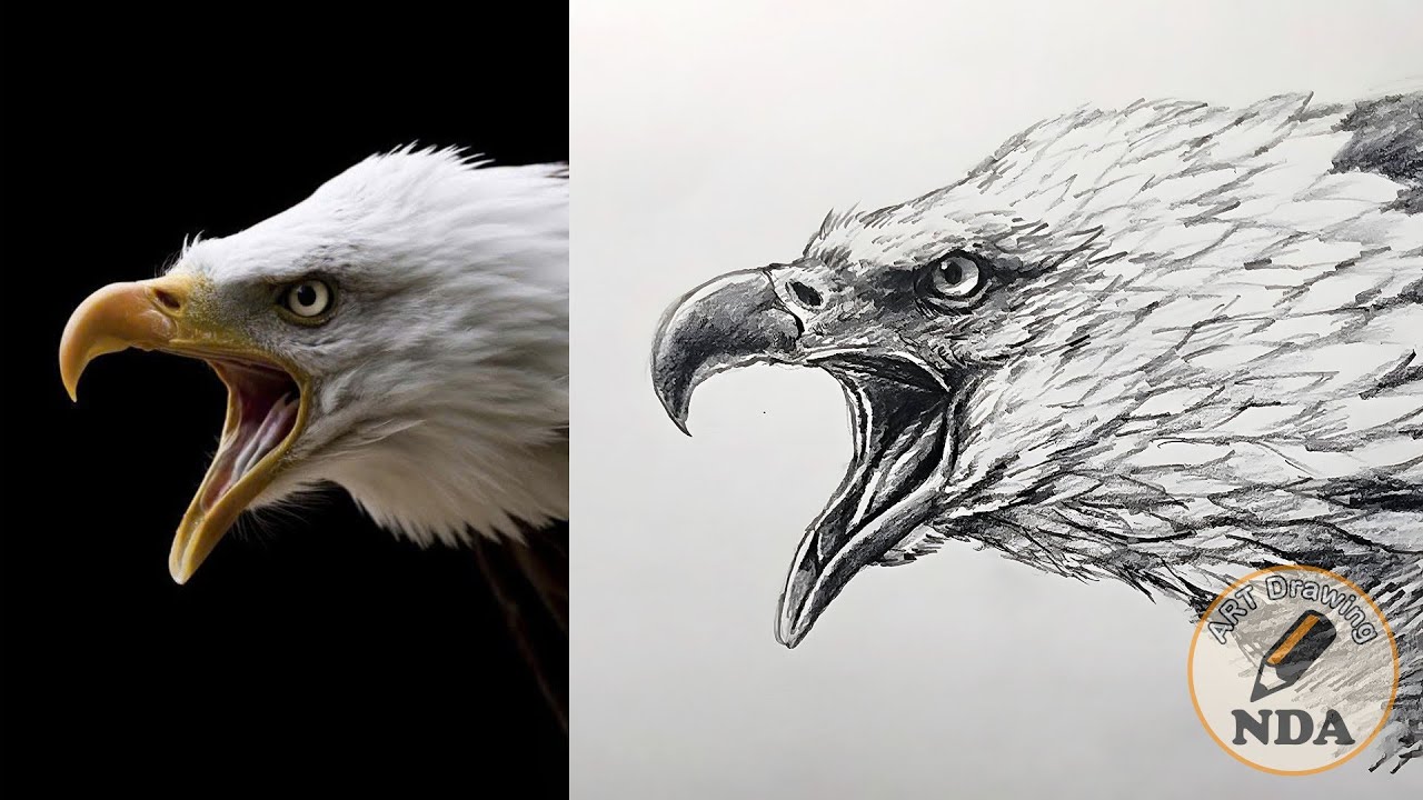 HOW TO DRAW A EAGLE - ART DRAWING NDA - YouTube