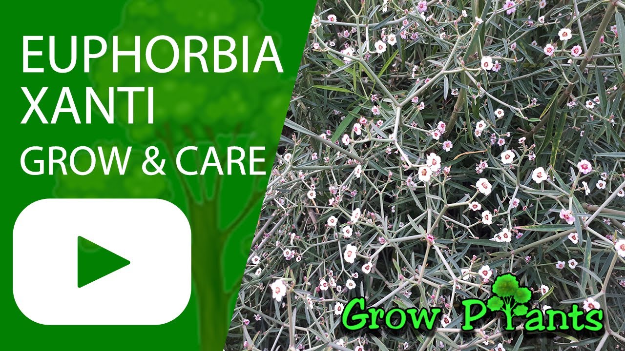 Euphorbia xanti - grow & care (Baja Spurge) - YouTube