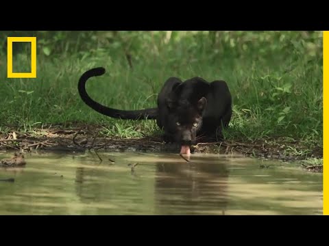 L'ombre, alliée la plus fidèle de la panthère noire