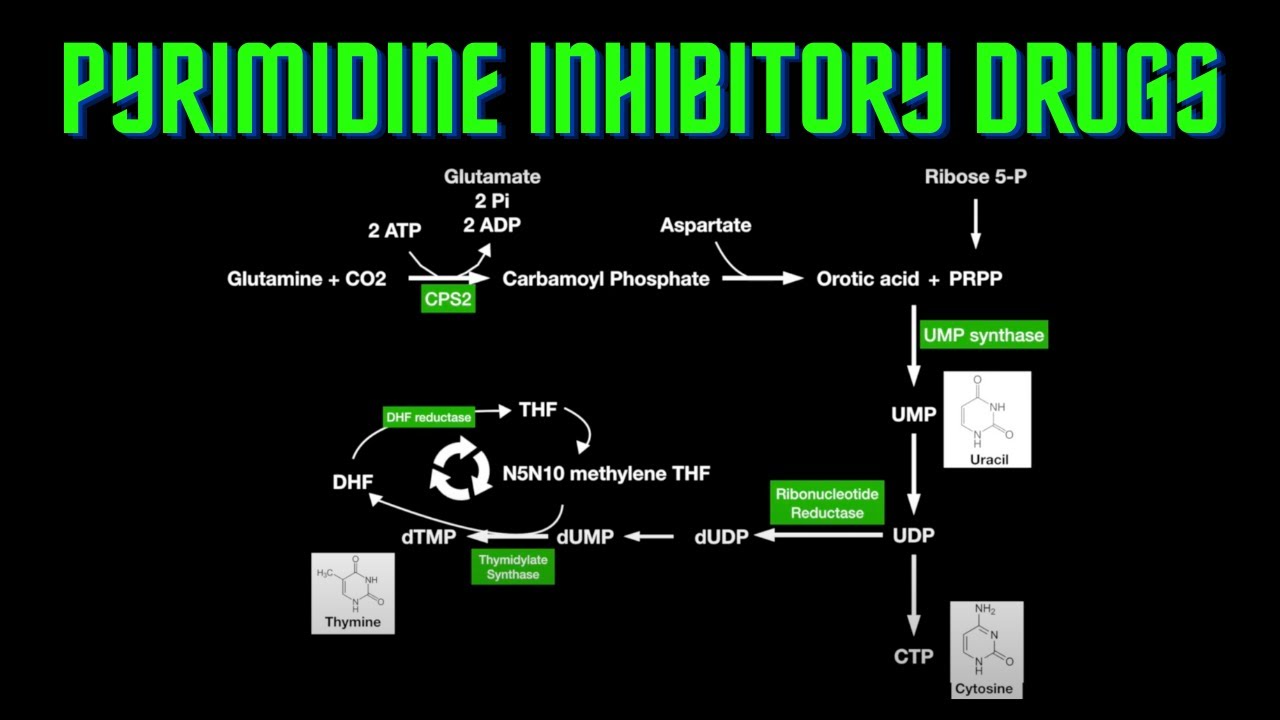 USMLE Step 1 - Lesson 5 - Pyrimidine Inhibitory Drugs - YouTube