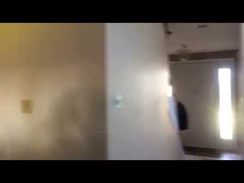 Race with Bertie, bird, race, pets, animals