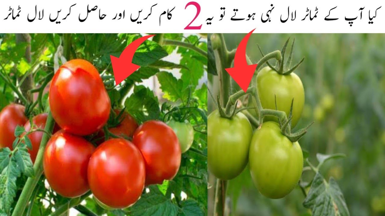 Tomato plant pr lage tmater lal kiu nhi hote | Sirf 2 baton ka khiyal ...